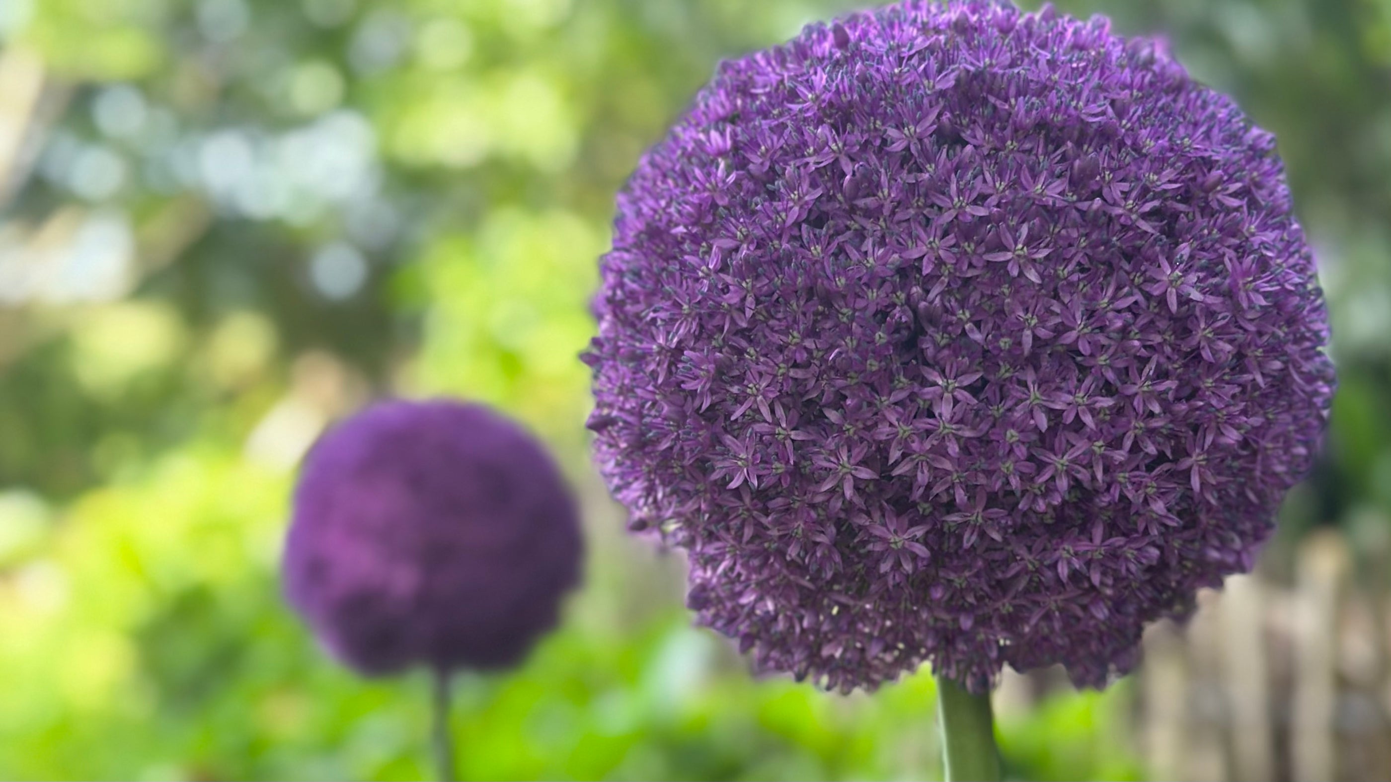 Fluwel - voor de beste en mooiste bloembollen