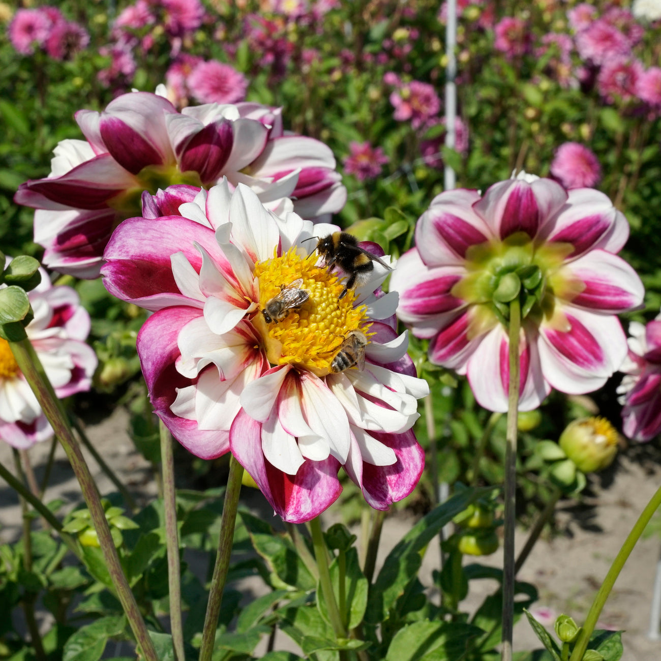 Dahlia Bumble Rumble kopen | 3 knollen per verpakking | Fluwel