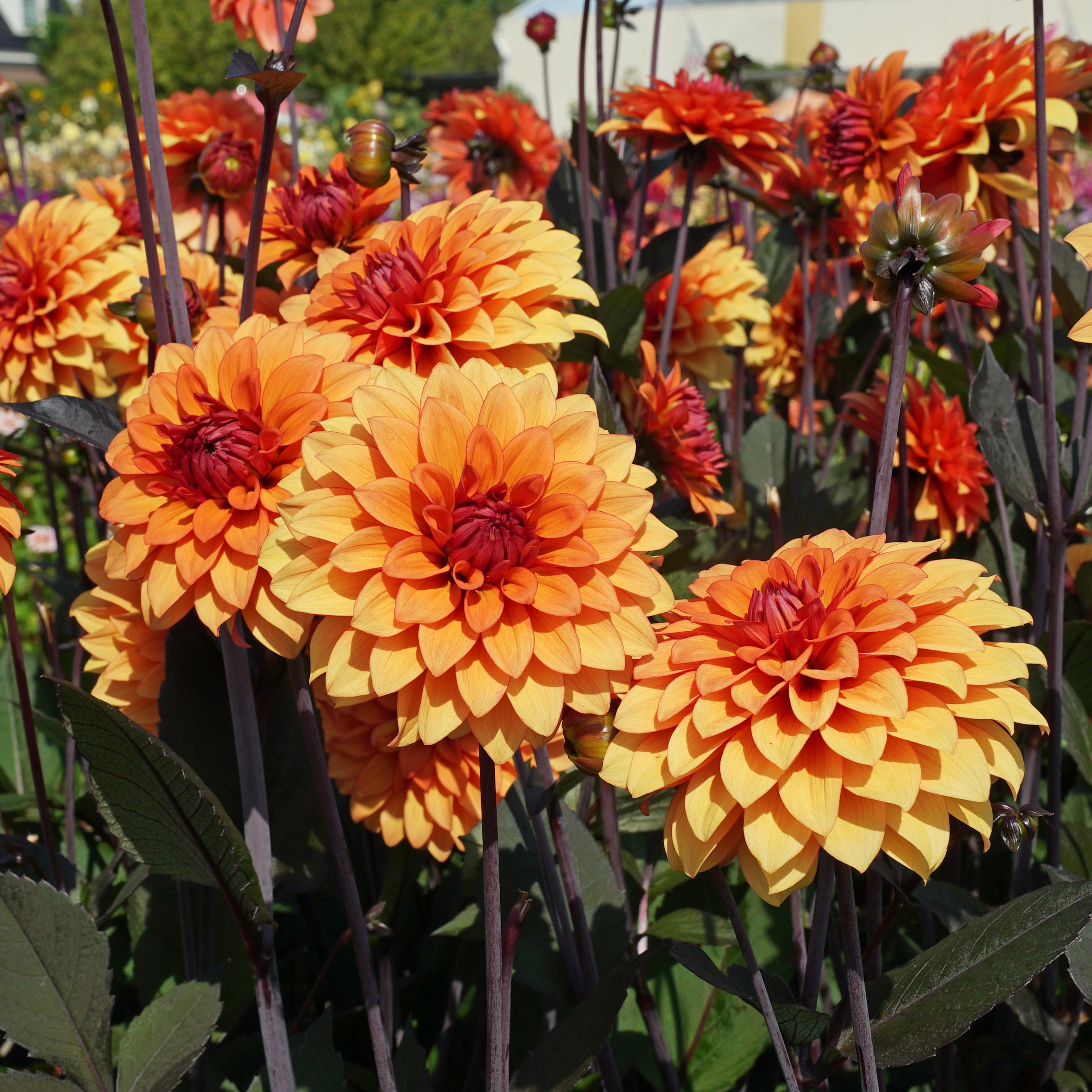 Dahlia Statue of Orange | 3 knollen per verpakking | Fluwel