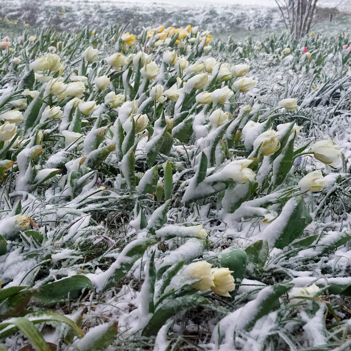 Test Product | per 1 stuks van Fluwel