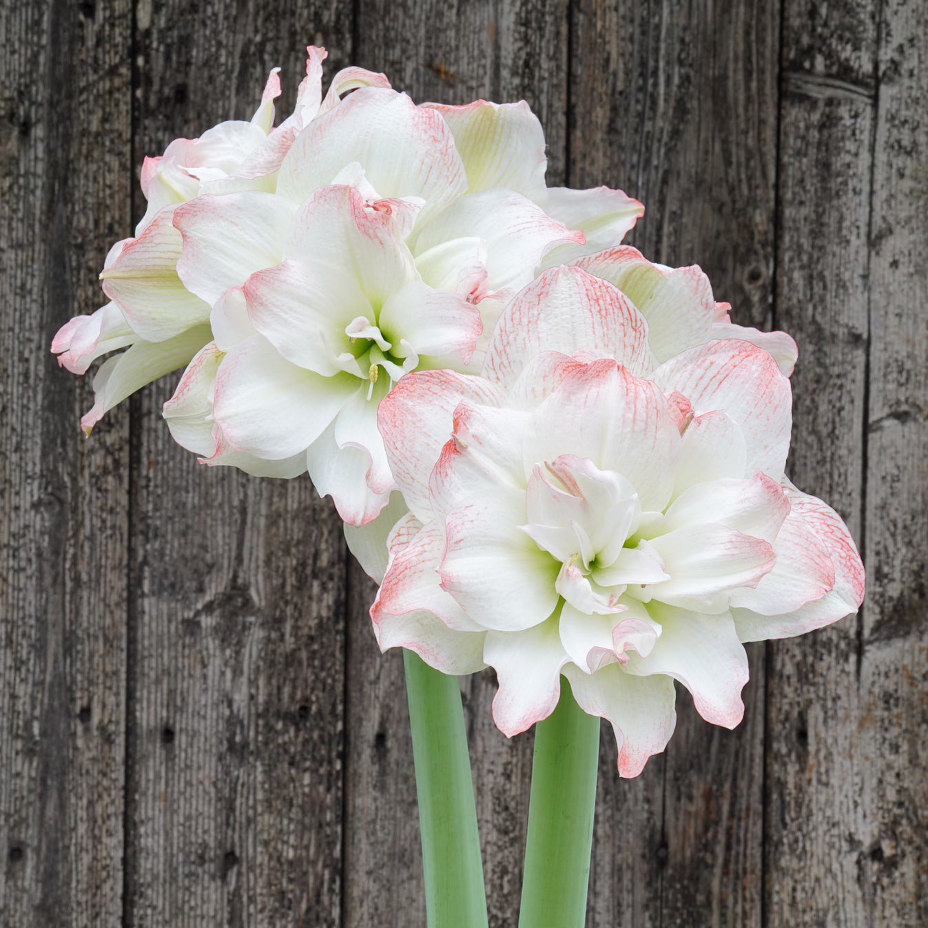 Amaryllis 'Time to Shine' | Topkwaliteit bloembollen van Fluwel