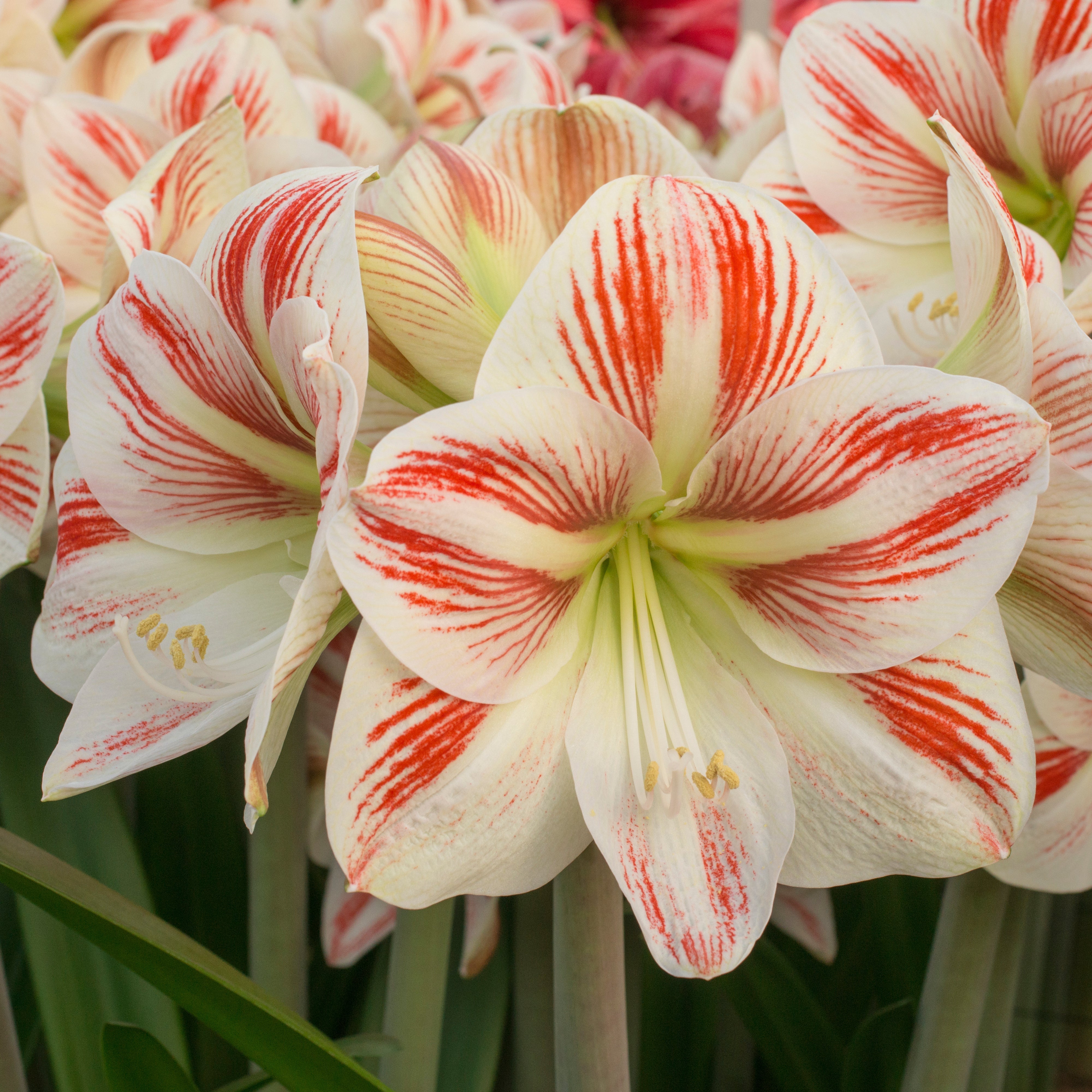 Amaryllis 'Caramba' | Topkwaliteit bloembollen van Fluwel