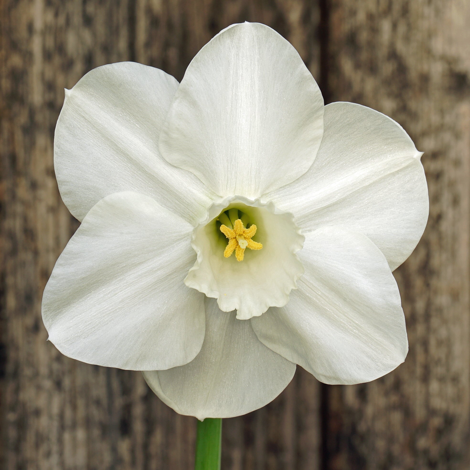Narcissus 'Ashton Wold' | Unieke bloembollen van Fluwel