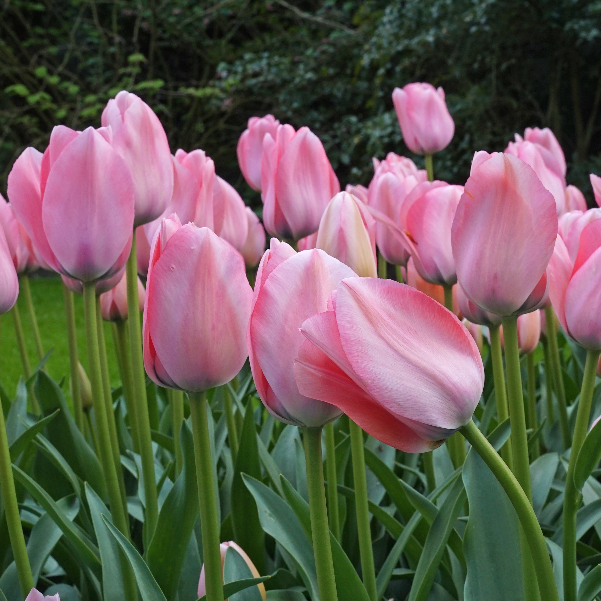 Tulp 'Bella Blush' bollen kopen | Fluwel