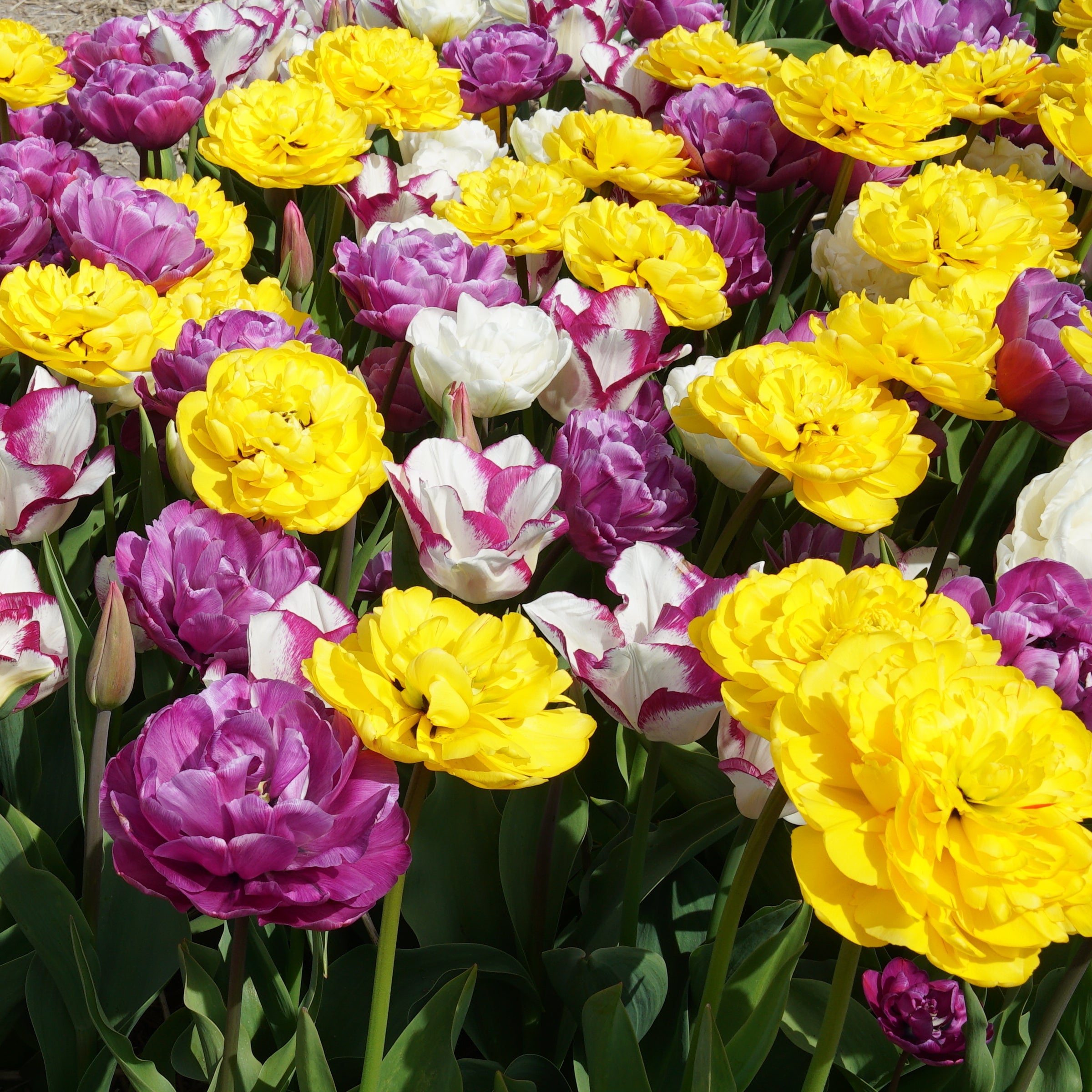 Tulp 'Bouquet Beaucoup®' bollen kopen | Fluwel