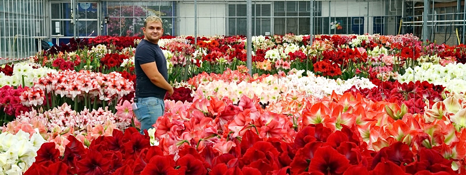 Fluwel - voor de beste en mooiste bloembollen