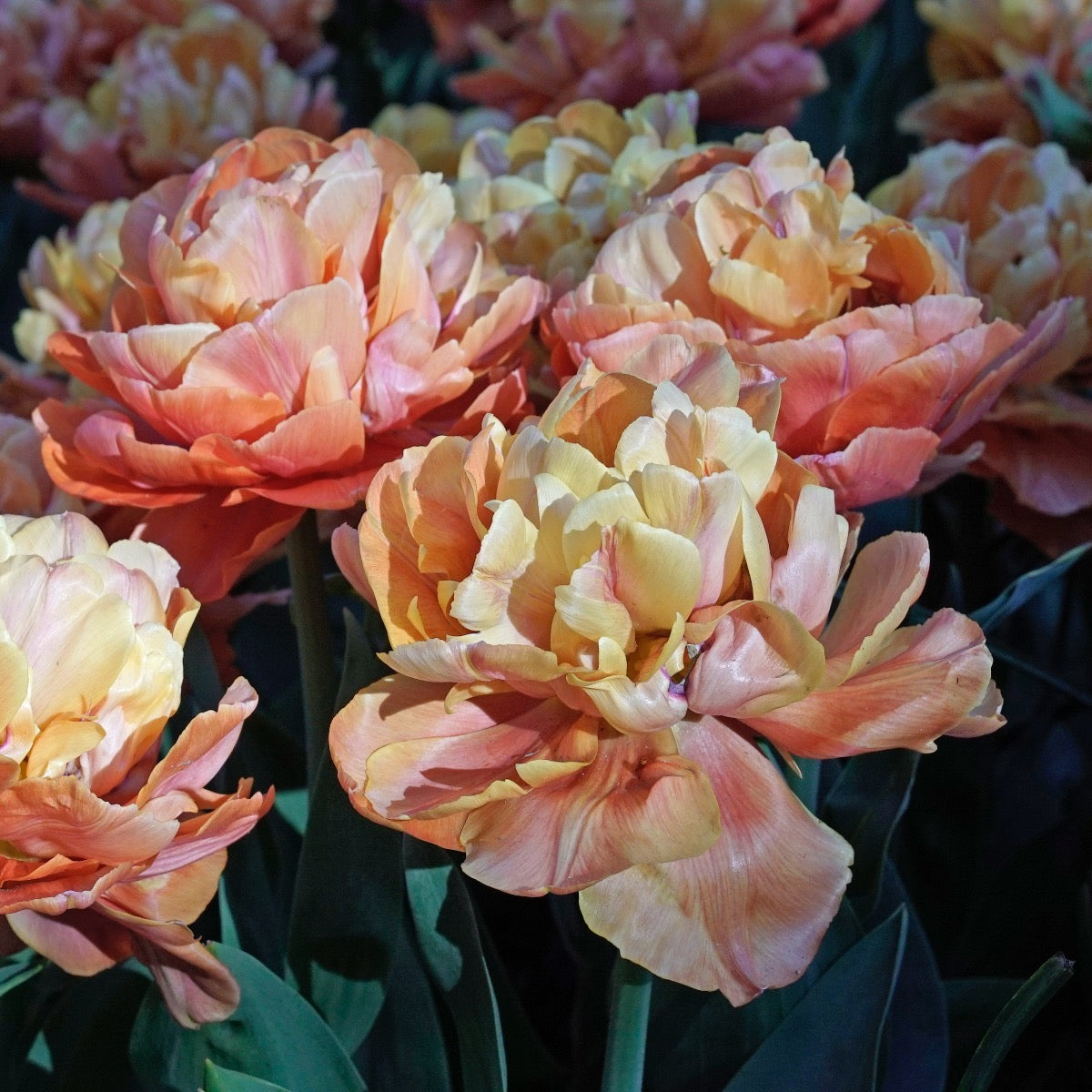 Tulp Valdivia (Tulipa) | per 20 stuks van Fluwel