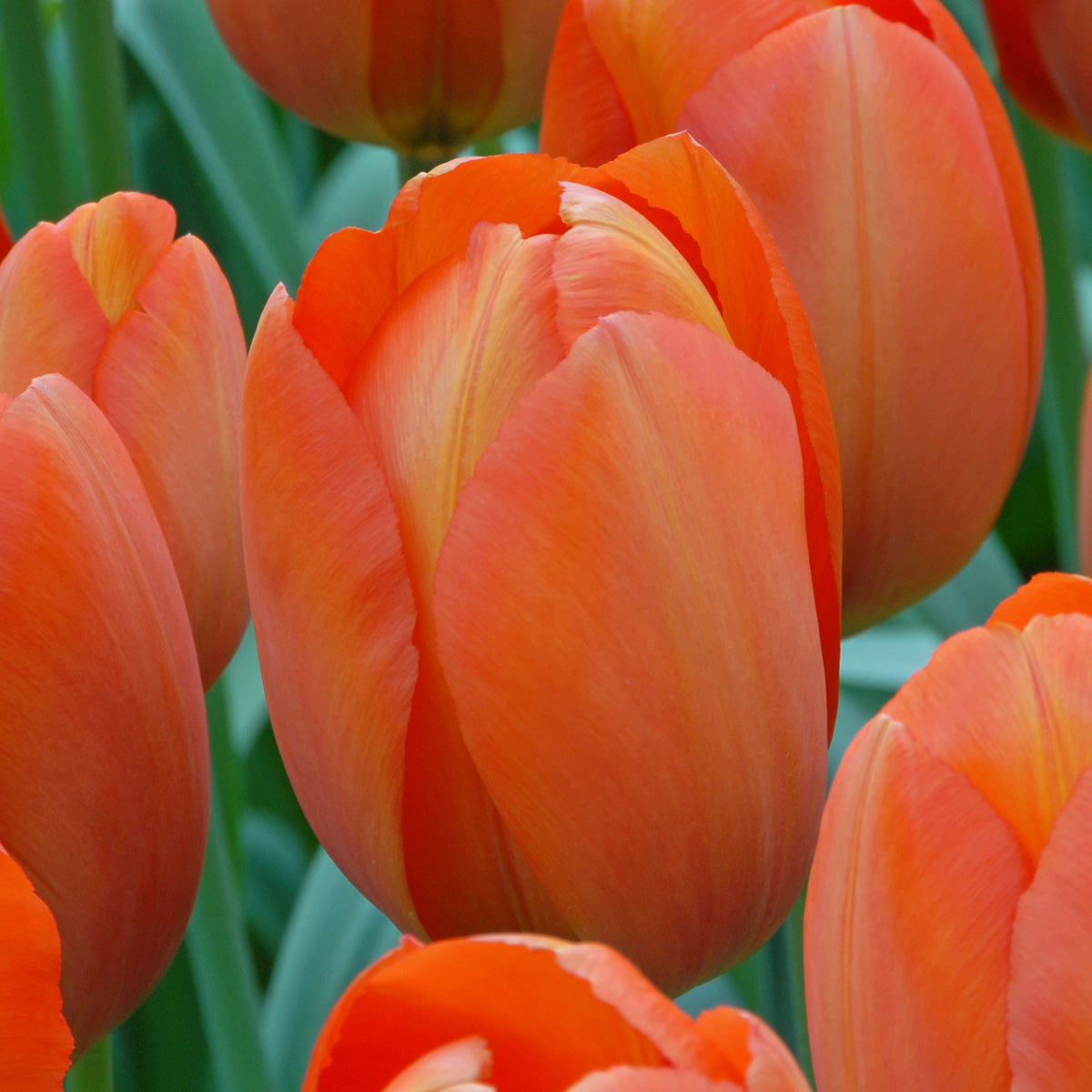 Tulp Orange Balloon (Tulipa) | per 20 stuks van Fluwel