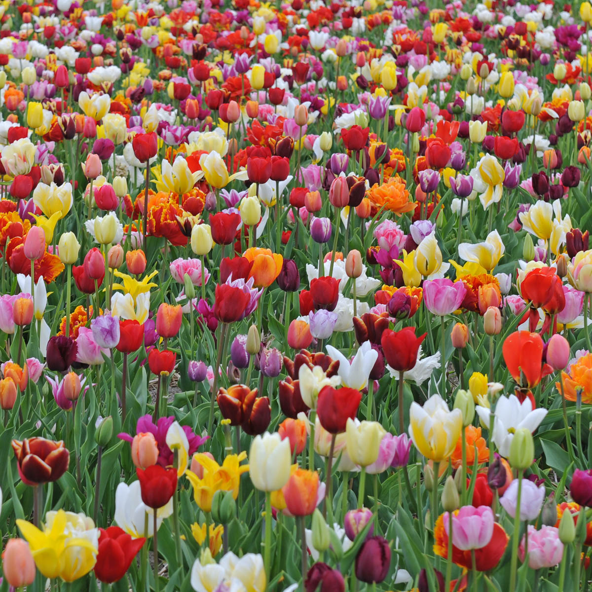 Tulpenmix 'Tutti Tulpi' (Tulipa) | per 50 stuks van Fluwel