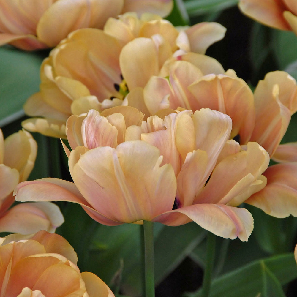 La Belle Epoque Tulp (Tulipa) - Perzik Roze Nude Tulp | Fluwel