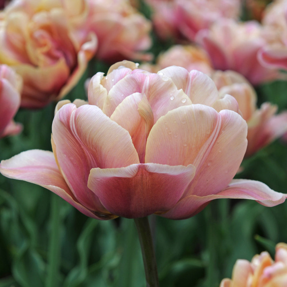 La Belle Epoque Tulp (Tulipa) - Perzik Roze Nude Tulp | Fluwel