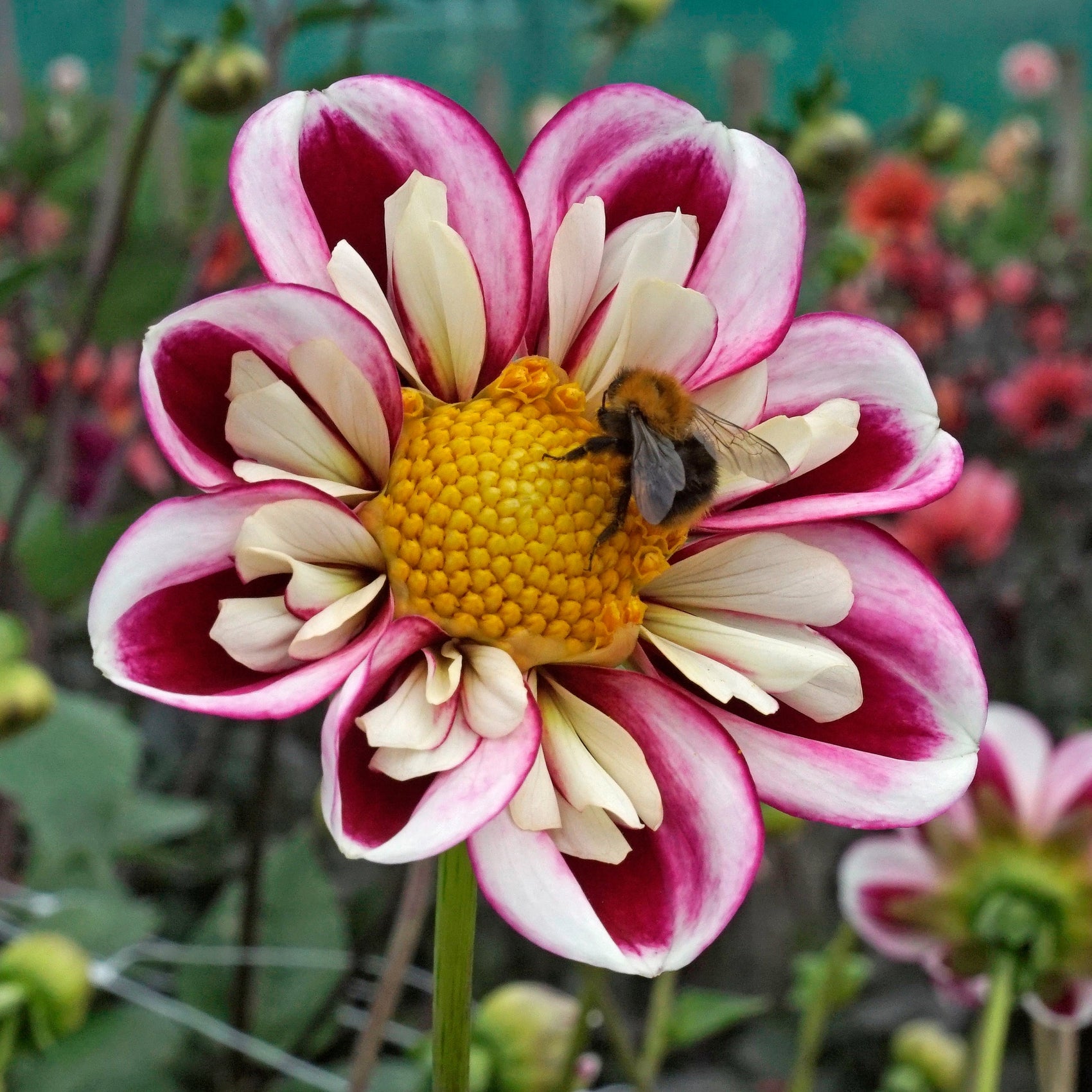 Dahlia 'Bumble Rumble' knollen kopen | Fluwel