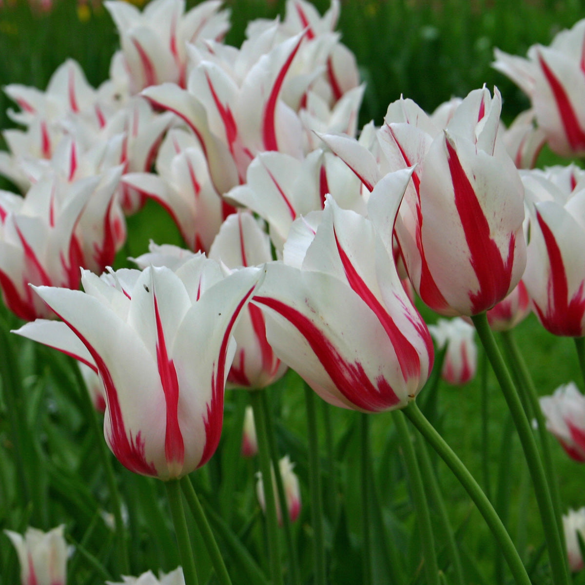 Tulp Marilyn (Tulipa) | per 20 stuks van Fluwel