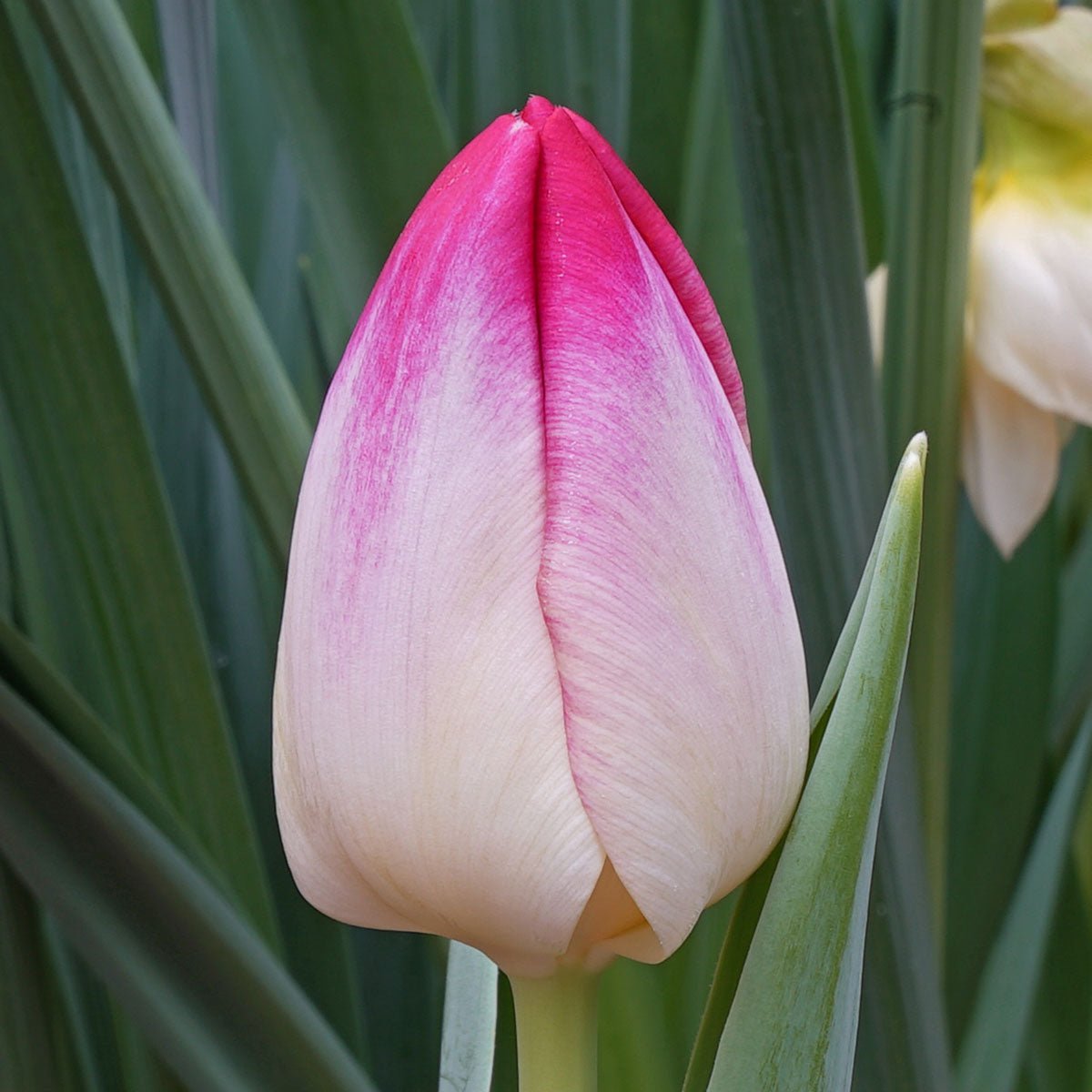 Tulp 'Supri Erotic' bollen kopen | Fluwel